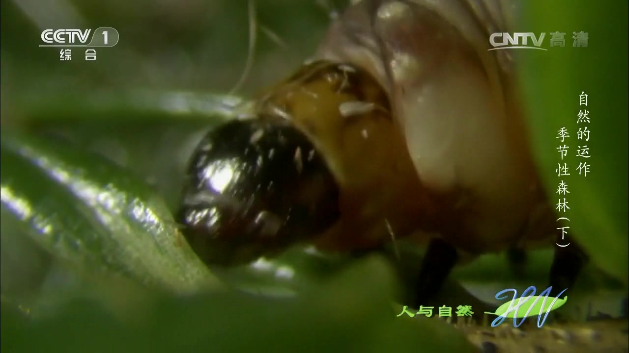 【精彩片段】毛虫对森林的破坏与对自然的作用!每种生命都有它存在...