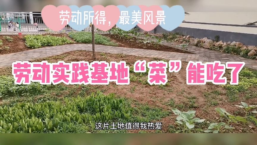 一个多月劳作,劳动实践基地“菜”能吃了,但又舍不得吃。