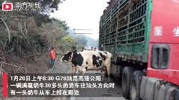 高速上丢了奶牛咋办?梅州交警想了这么一个妙招