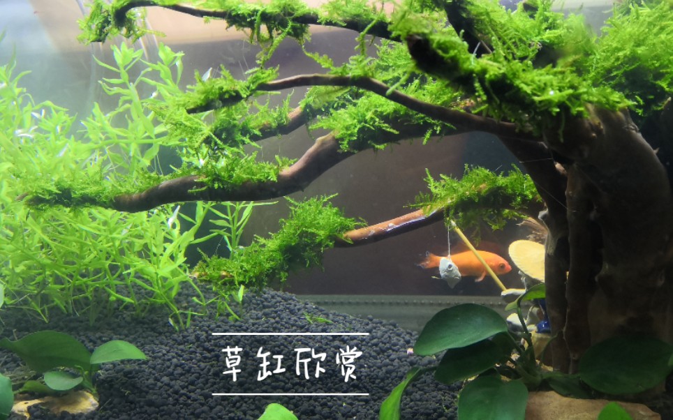 草缸开缸25天欣赏