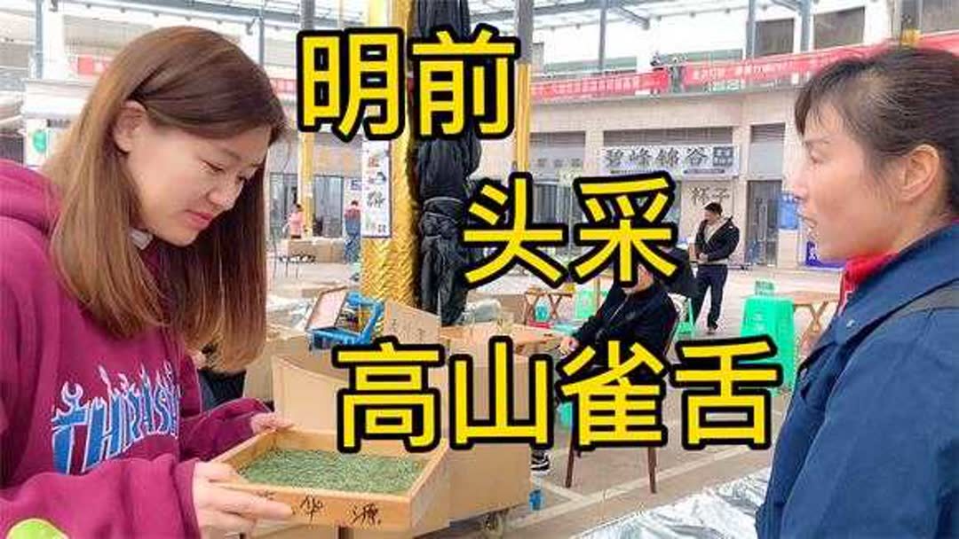 四川绿茶最大批发市场,小菁找到全市场绝版顶级雀舌,拿下30斤