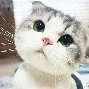 罗律师今天跑路没有 