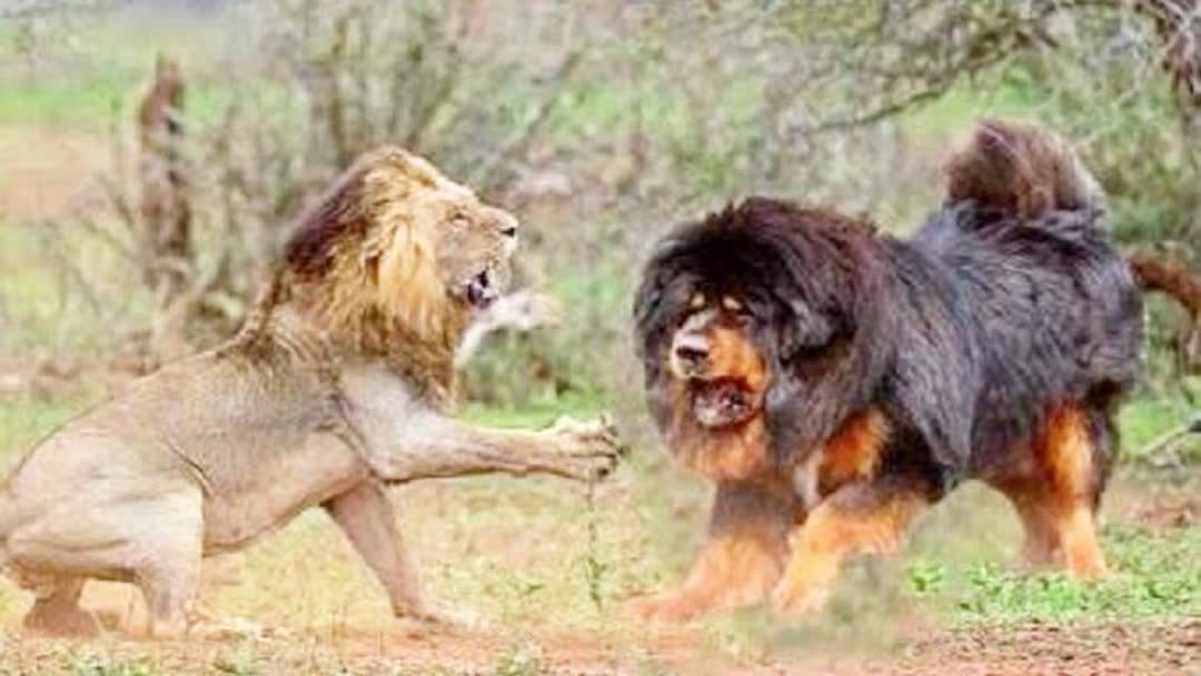 藏獒战力到底有多强?10只野生藏獒能干掉非洲雄狮吗?网友:送餐