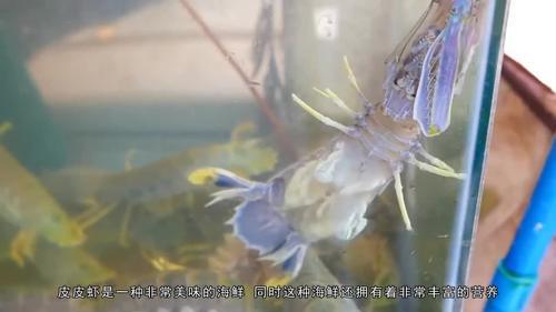 小伙50元买一只皮皮虾,烤熟切开后,看到肚子里的东西,不敢下嘴