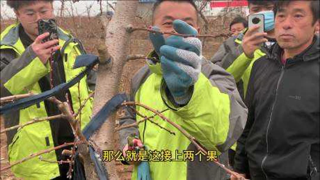 果园数据化管理让你明白果树的生长规律更好的管理果树