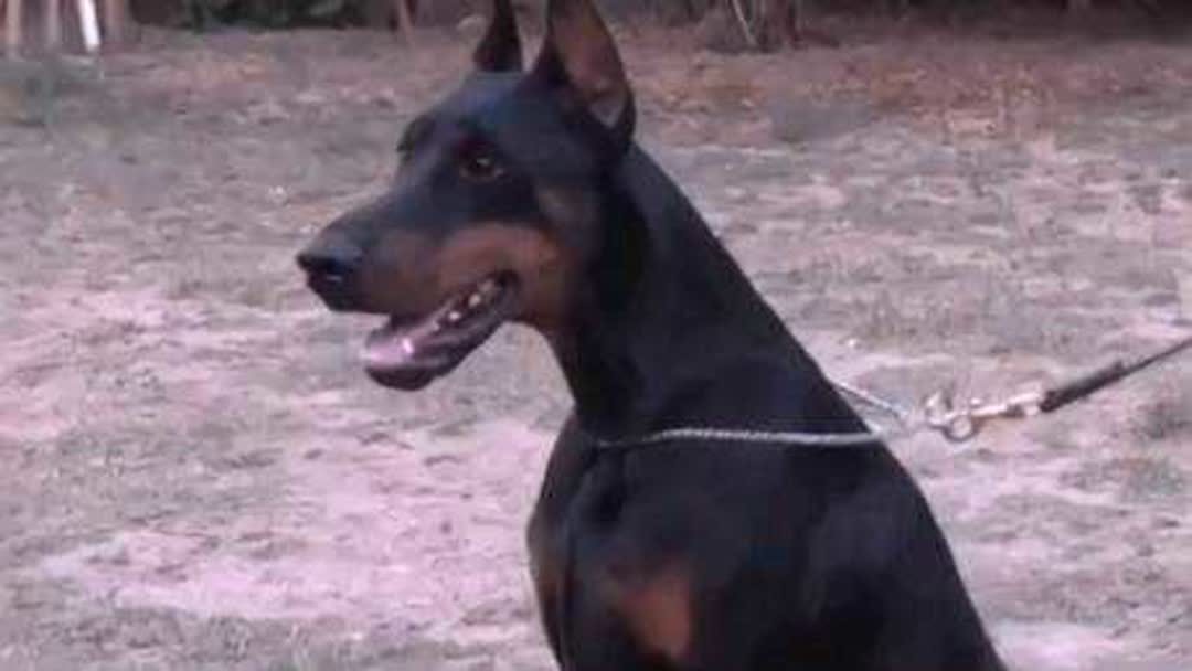 城市最佳护卫犬,一德牧,二杜宾,三卡斯罗,四罗威纳