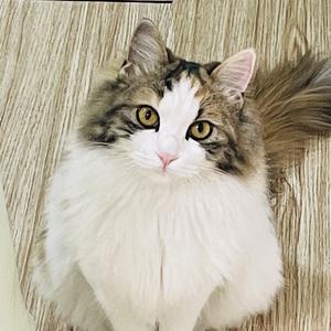 海面上行走的仙儿 