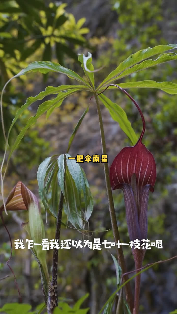 在野外看到不要吃哦,小心把路走远了朋友们一把伞南星大自然的馈赠
