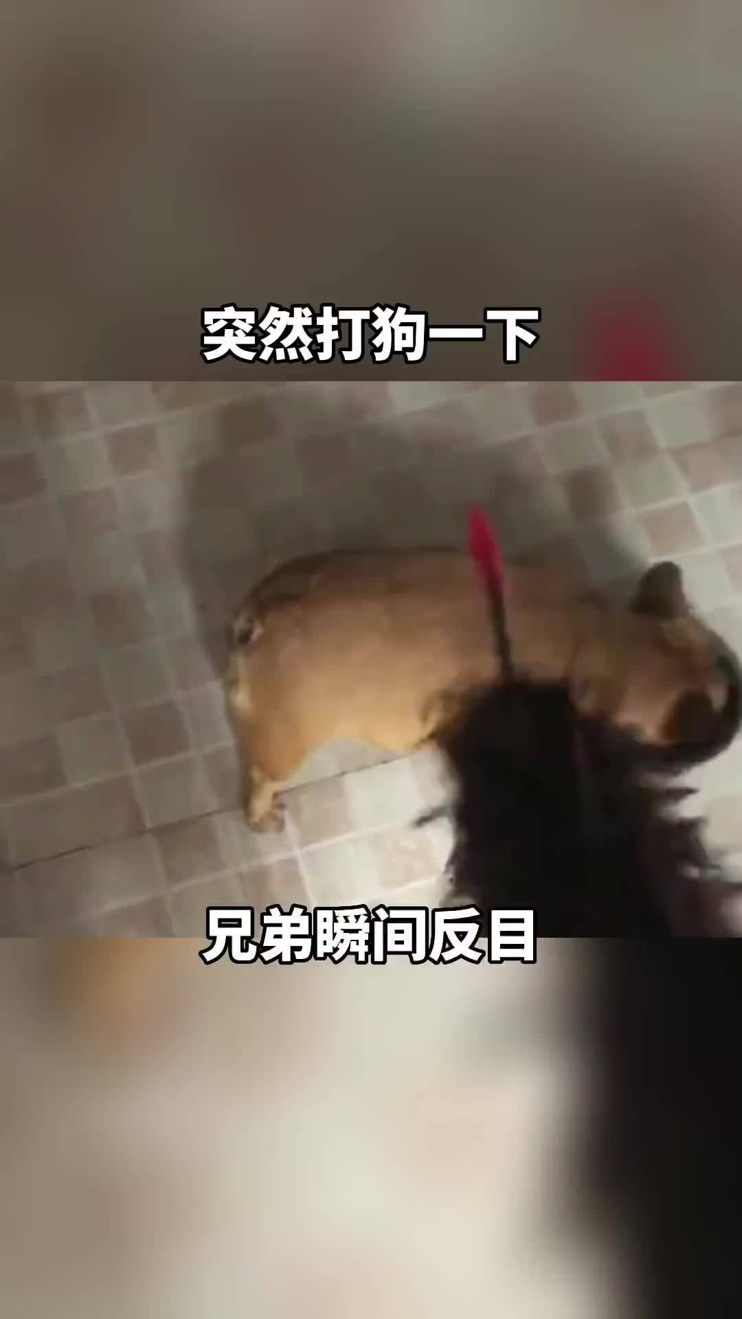 突然打狗一下,狗子的反应太搞笑了。