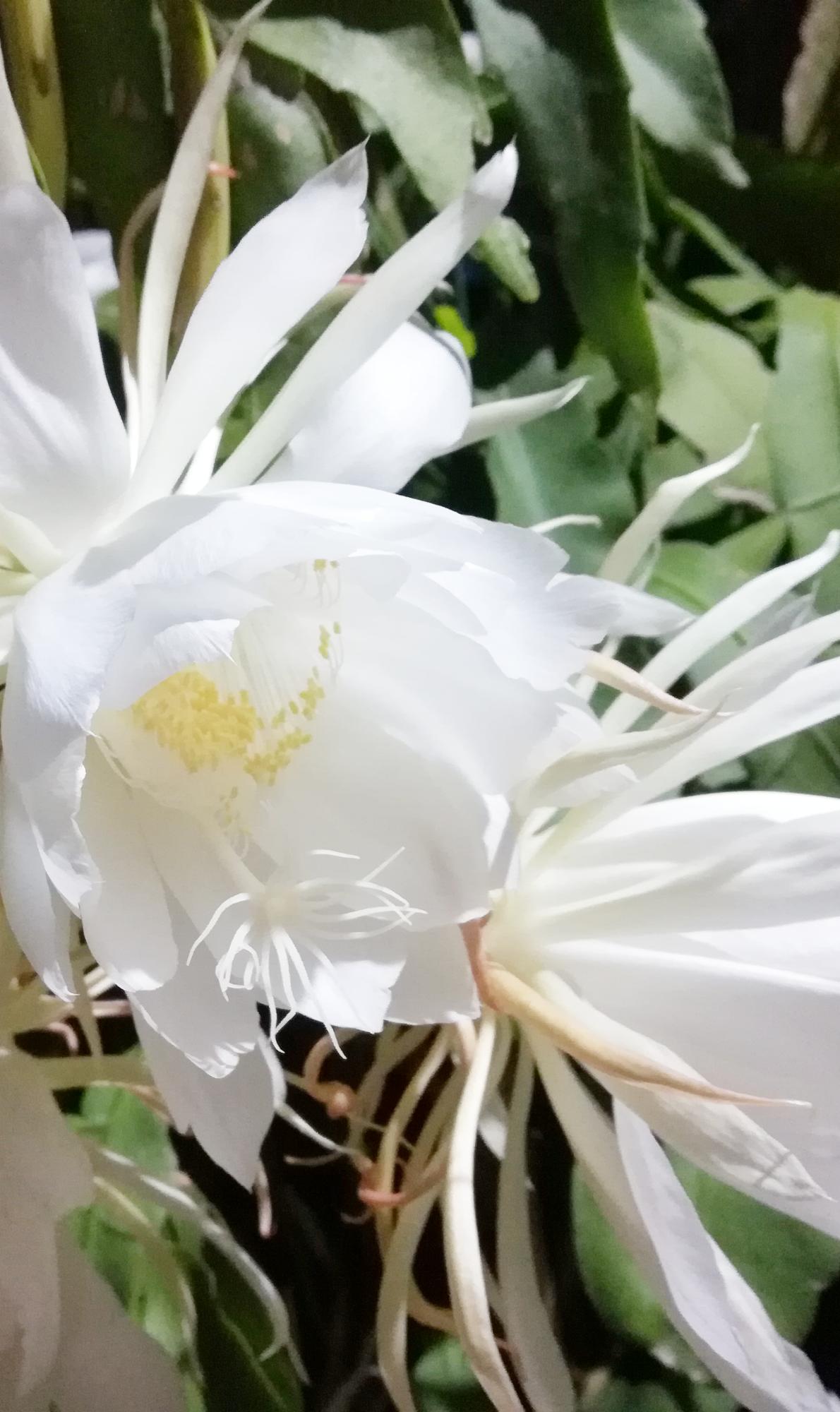 带你欣赏一下月下美人(昙花)