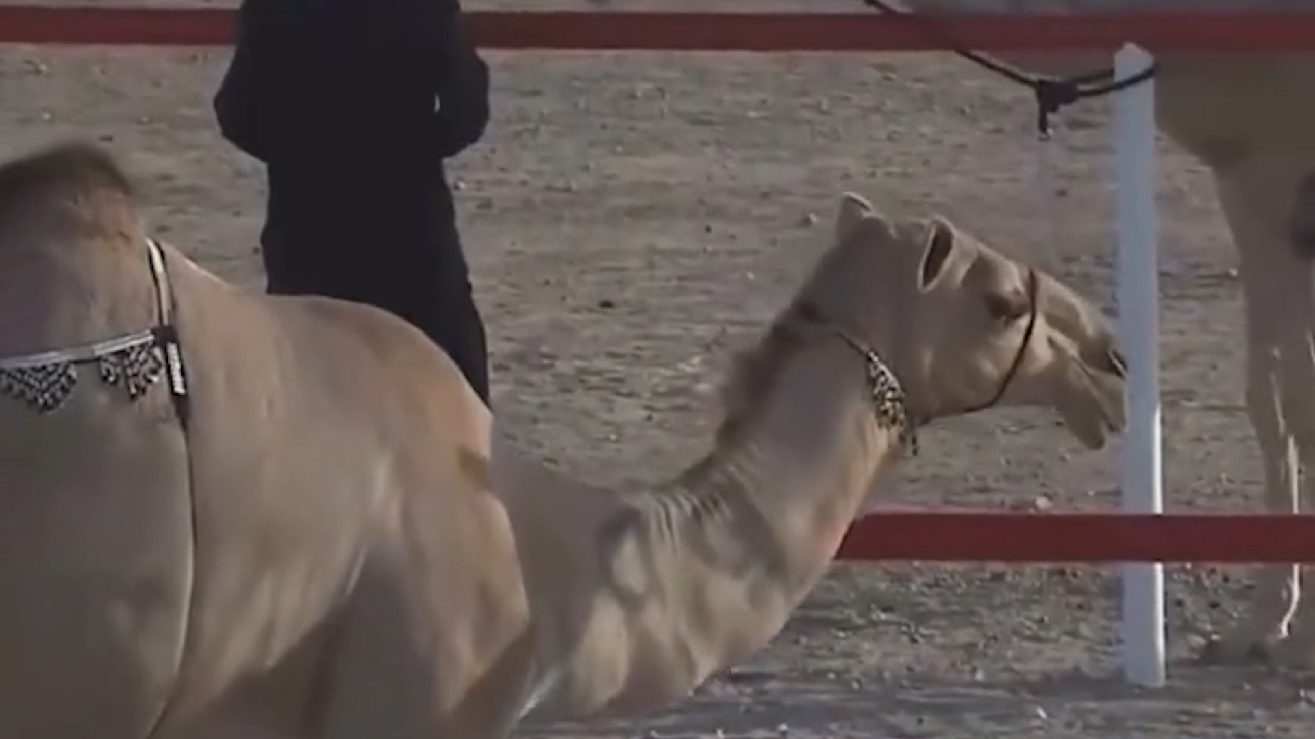 奖金高达4.2亿元!沙特40多头骆驼因“整容”被踢出选美比赛