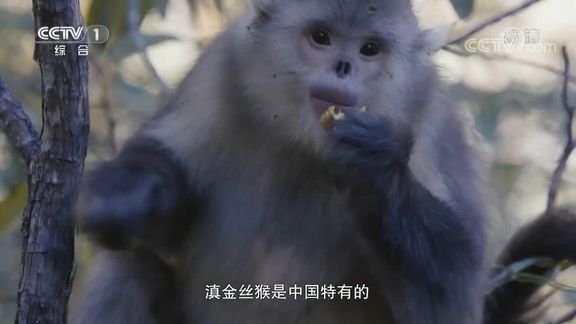 中华民族:滇金丝猴、黑颈鹤,国宝级珍稀动物该如何保护?来看看