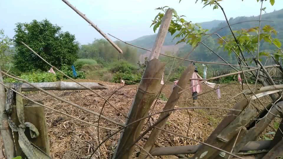 农村里的稻草人站在土里做什么