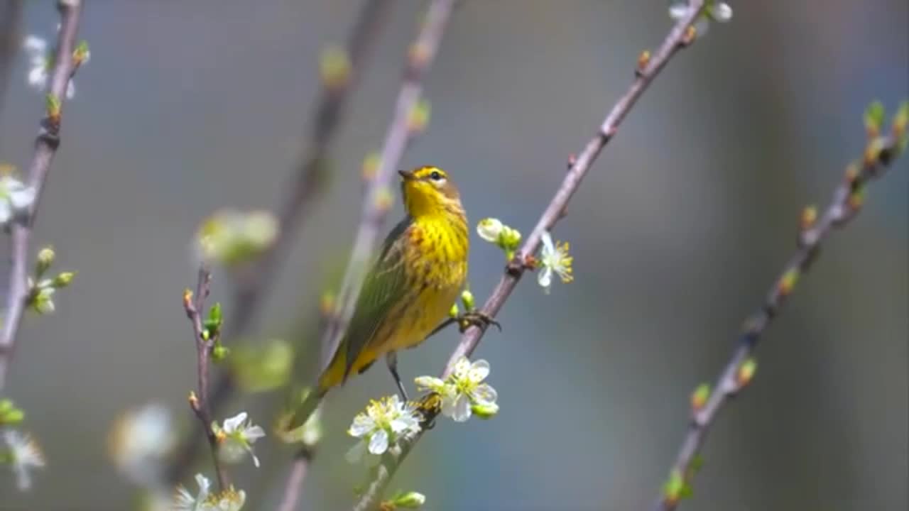 10分钟引导冥想,一开口就深深陶醉了,协助集中注意力