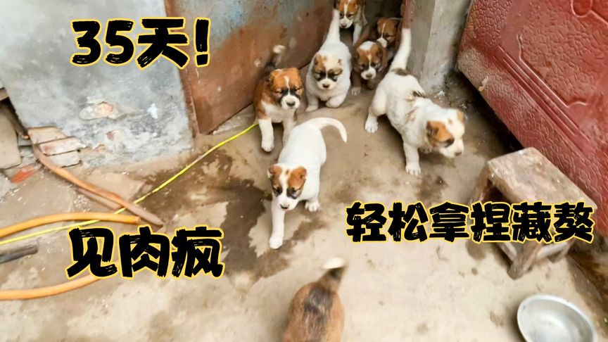 这种犬成年之后轻松拿捏藏獒战斗力爆表!35天见生肉瞬间疯狂,