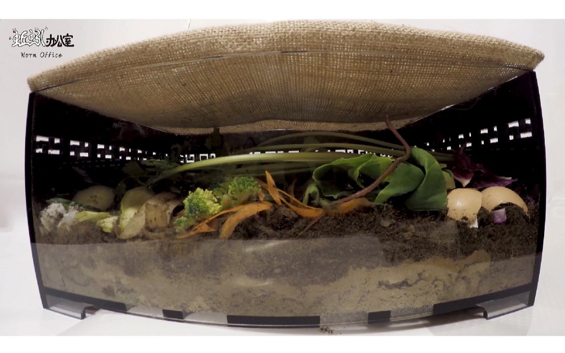 蚯蚓工作室 ,分解厨余实录!