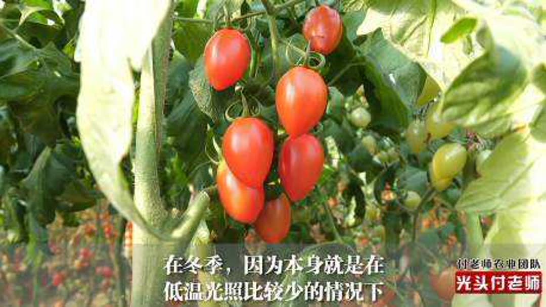 农民注意，这样种植小番茄才能卖上高价钱！赶快看看吧