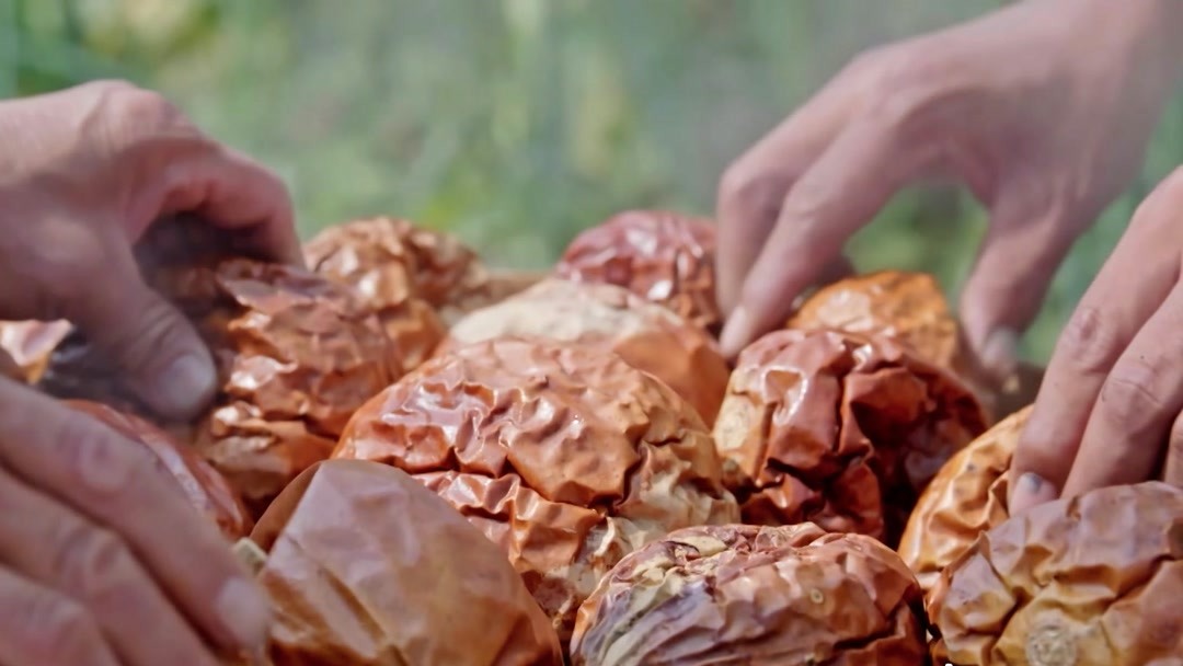 清肺化痰都靠这一味中药,而它的根部又是另一种药材?!