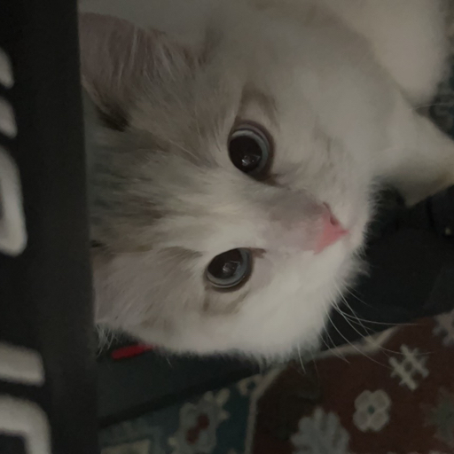 乌拉那拉氏一枝花 