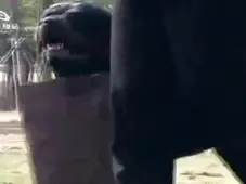 松狮如何教 怎样叫狗狗使用狗厕所