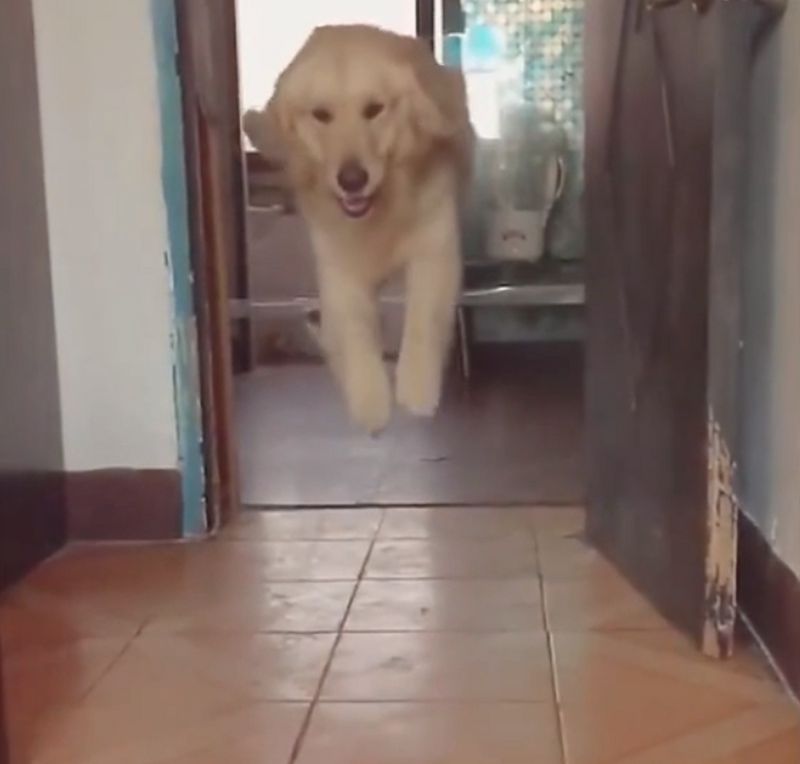 大金毛跨栏跑,动作真是又标准又漂亮,好萌啊