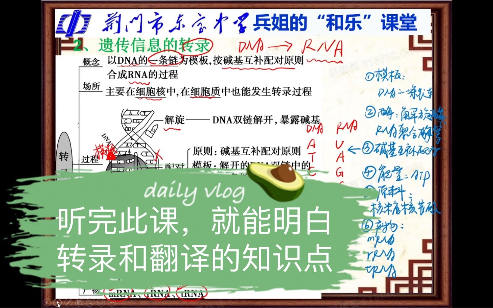 转录和翻译知识点