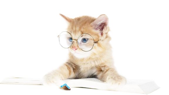 动物简笔画,教你30秒画一只可爱的猫咪