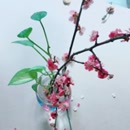 爱吃的水果蛋糕 