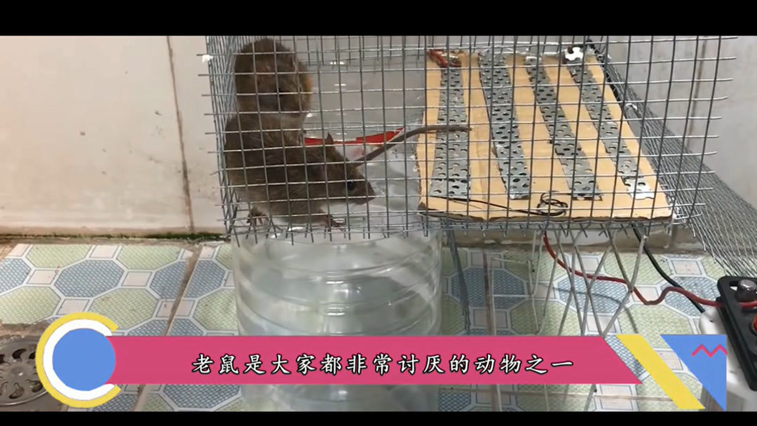 哪个人才发明的“捕鼠笼”?效果简直太好了,分分钟让老鼠崩溃