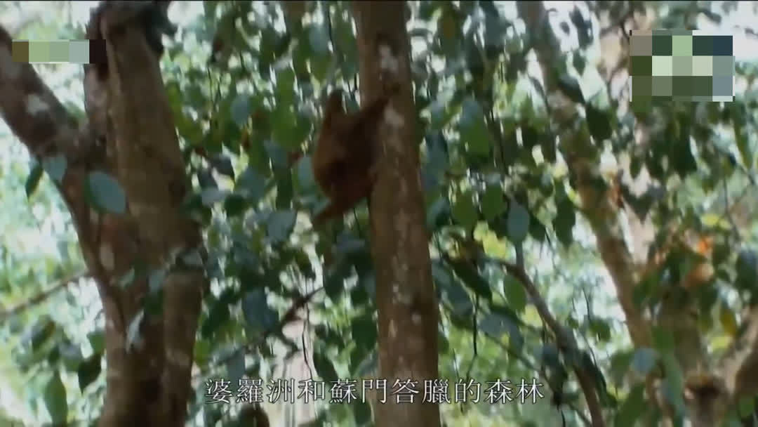 自然:为什么这片森林会有那么多会飞的奇特生物