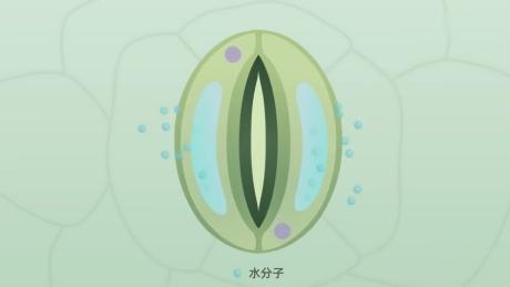 火花学院气孔的张开与闭合