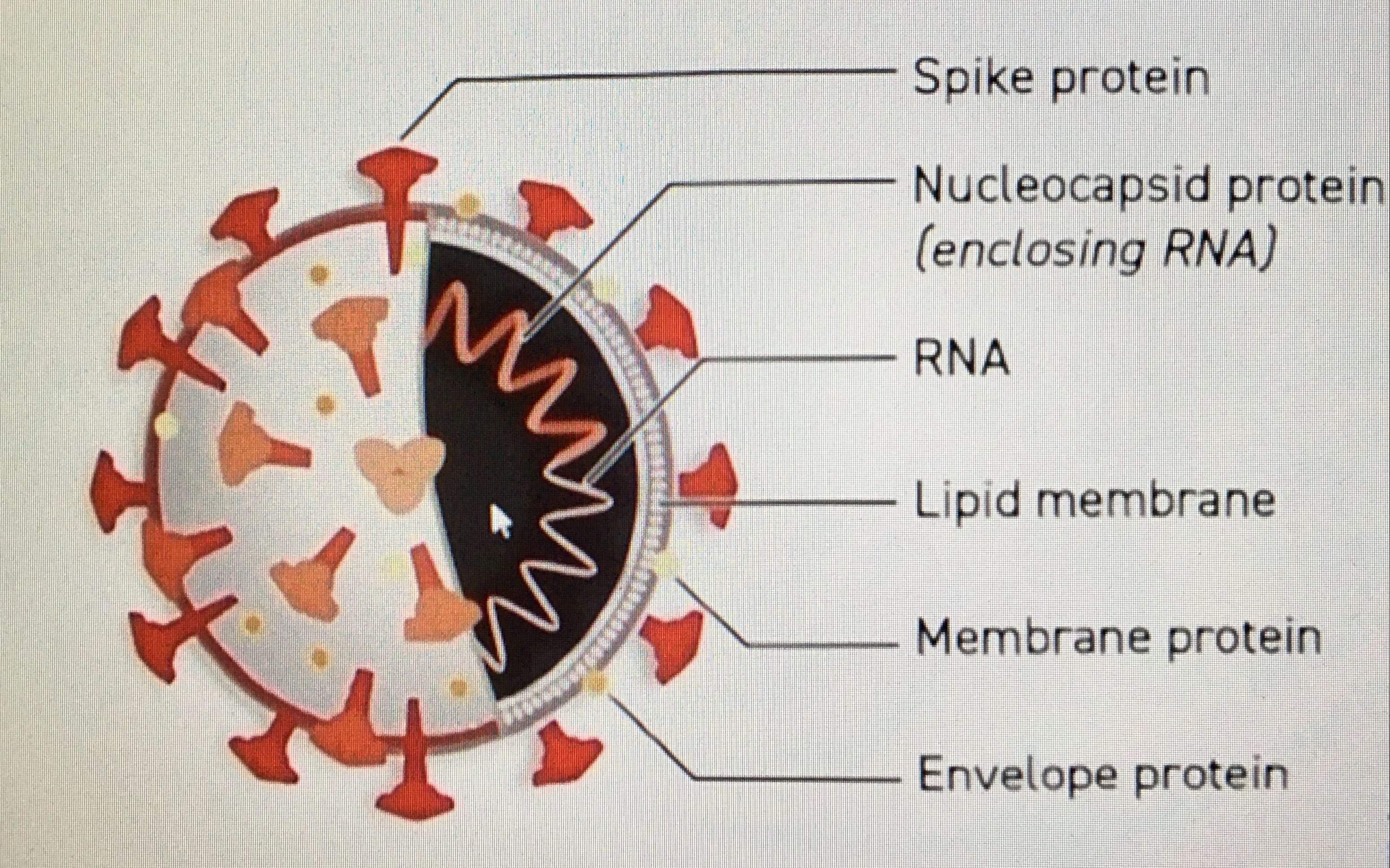 新冠疫苗基本知识介绍-大叔的小讲堂