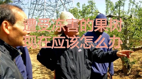 遭受冻害的果树现在应该怎么办