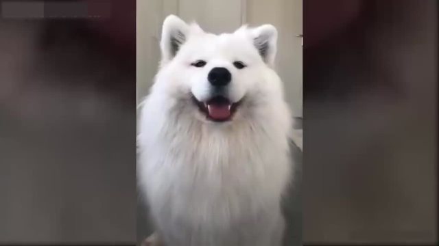 这个狗狗会绝活啊!耳朵动来动去,好难办到啊!