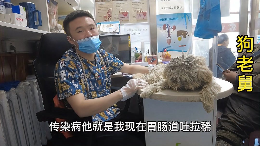 老舅累的在医院睡了,基地建设正忙的时候,狗狗豆包得了细小冠状