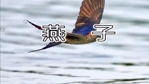 《燕子》课文朗读