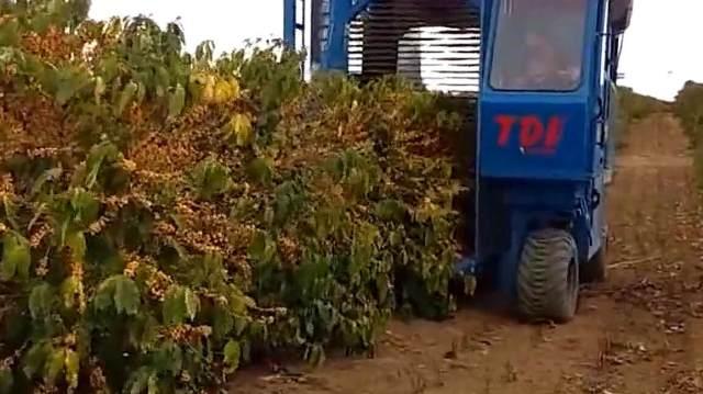 你知道咖啡豆怎么收获的吗?一起来了解一下!