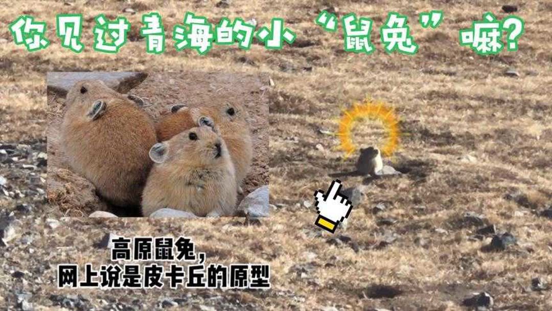 你见过皮卡丘的原型:鼠兔嘛?