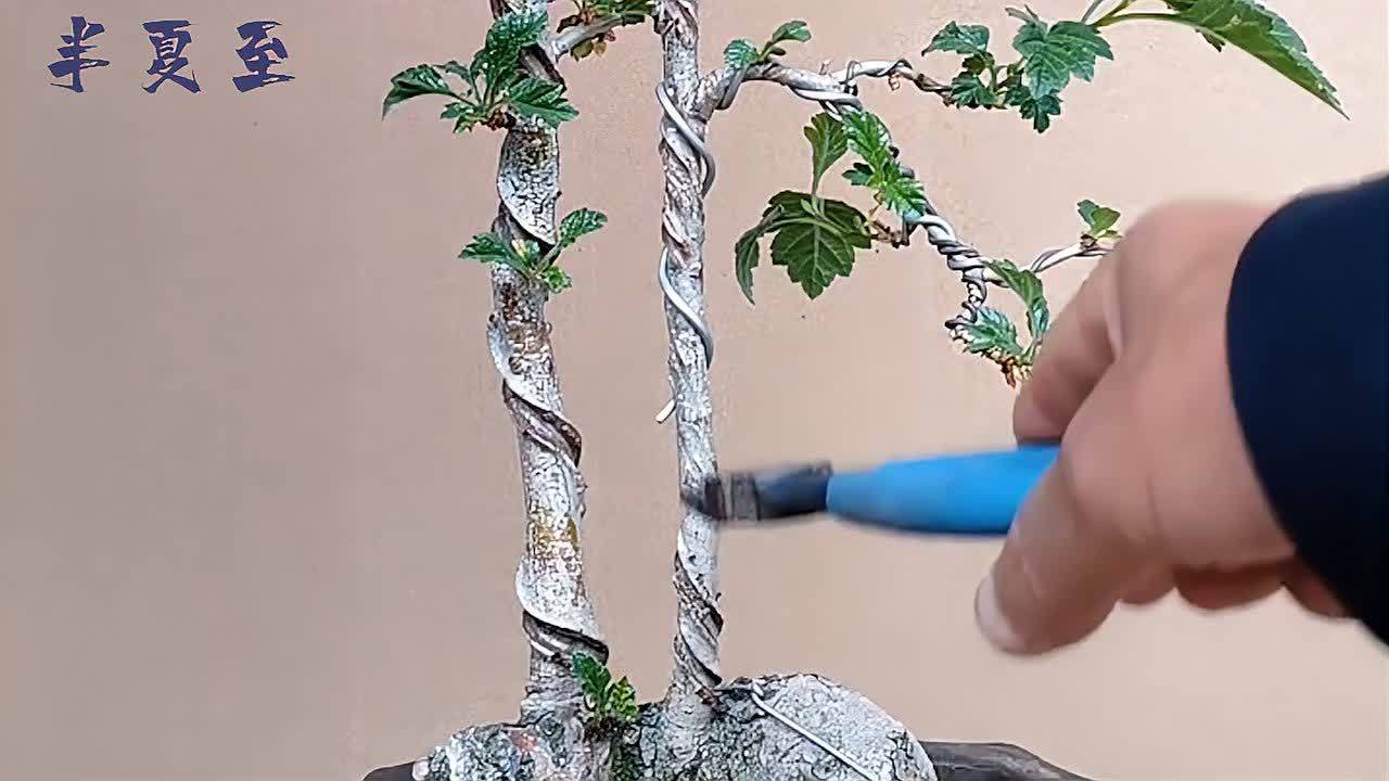 双杆造型的素材重新改造,主杆已经有点不协调,一次性从根剪掉