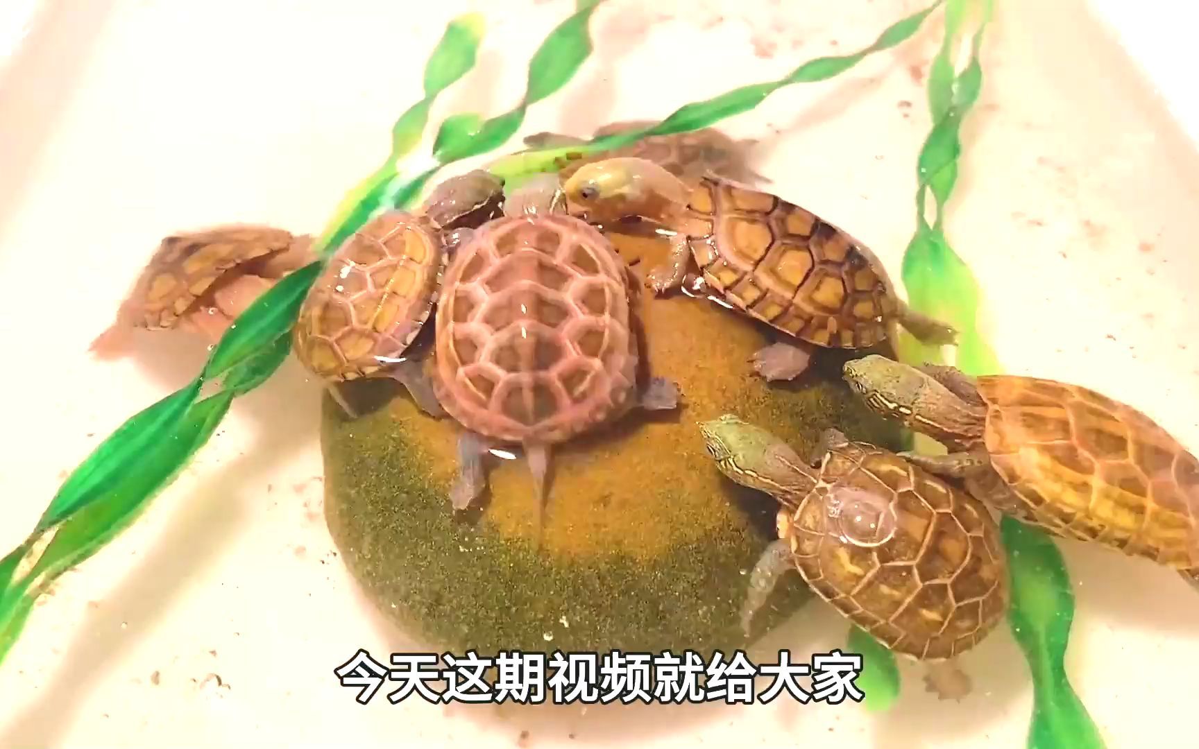 宠物龟不吃东西了该怎么办?别慌,这个视频能帮到你