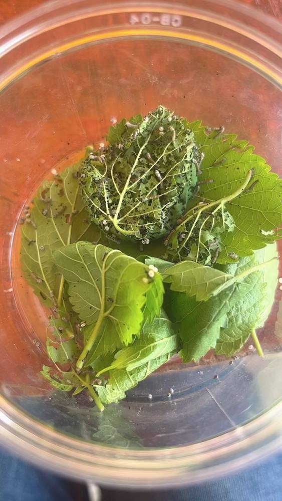 蚕宝宝3天了,感觉有点大变样