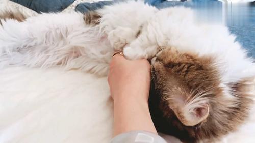 猫咪肚子上有个开关,只要碰到就会翻出小肚皮卖萌,要不要试试?