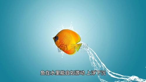 动物探索之鱼为什么能在水中自由浮沉