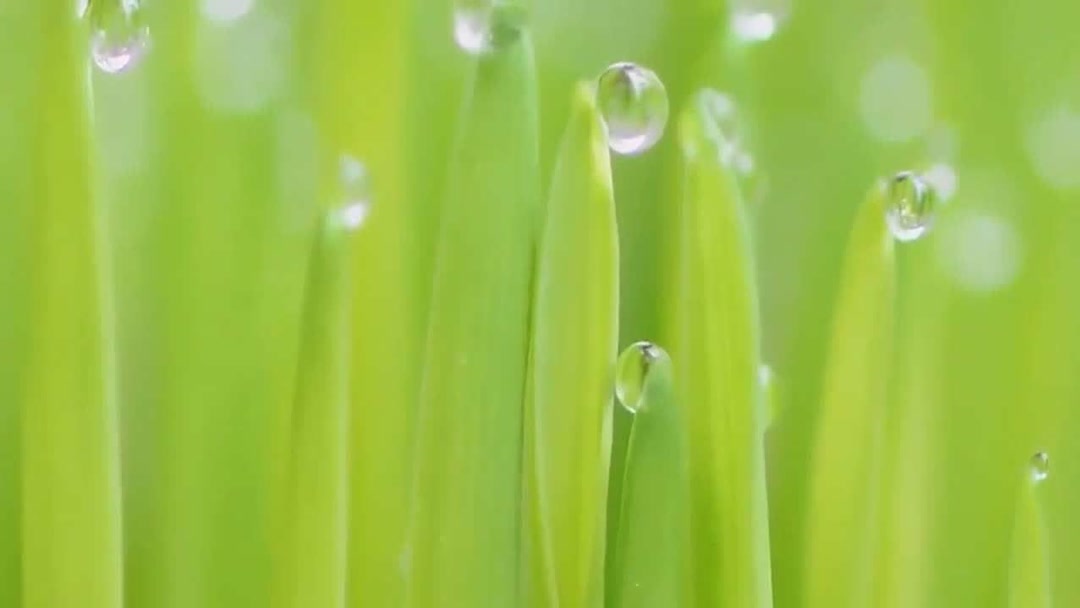 百听不厌的一首歌《槐花为谁开 》催人泪下,感人至极