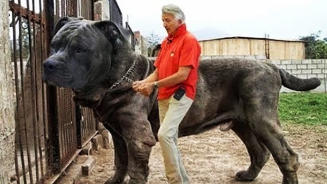 世界7个最凶猛的犬!排名第一的竟然是它!