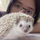 刘小佘 