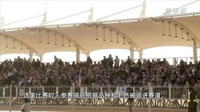沙特40多头骆驼因整容被取消选美比赛资格