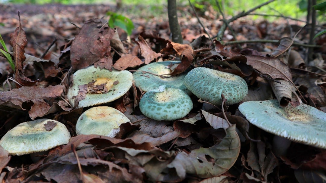 阿松掉进菌子窝,清一色青头菇扎堆生长,又是采蘑菇最快乐的一天