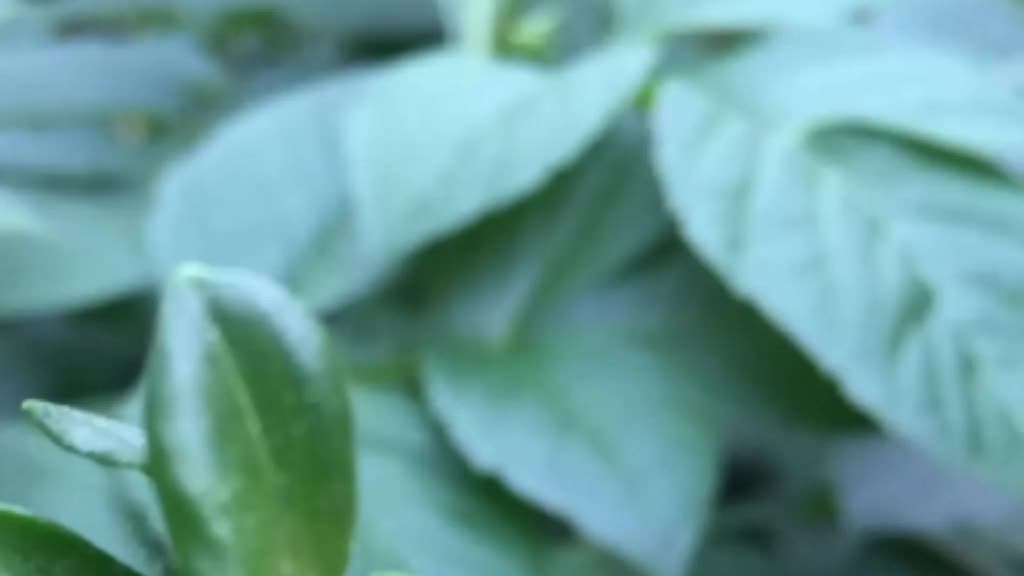 把心中对美好生活向往用视频形式表现出米