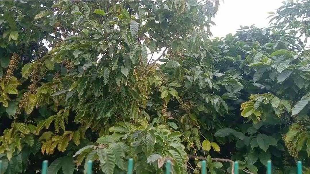 天蒙胧,冬季海南福山果实累累的咖啡种植园。